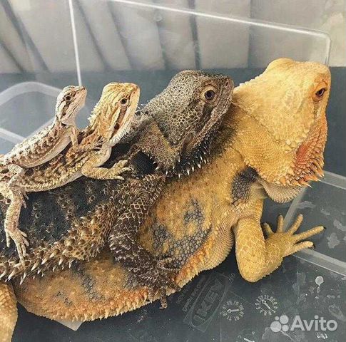 Вязка/Агама для разведения самец,нормал лимон тигр