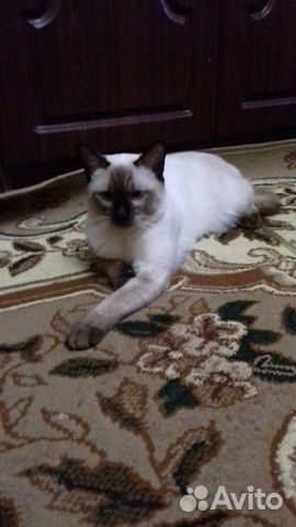 Котик Меконгский бобтейл