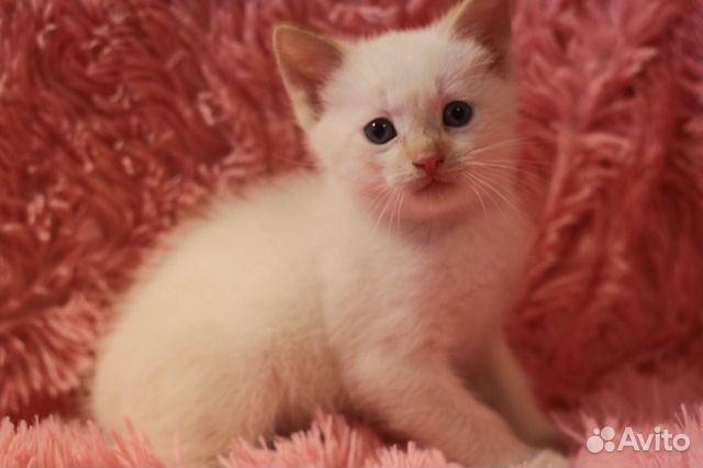 Отдам ответственным людям