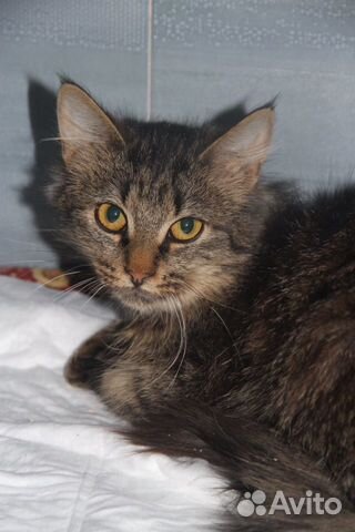 Котёнок 4 месяца кошка Нарда