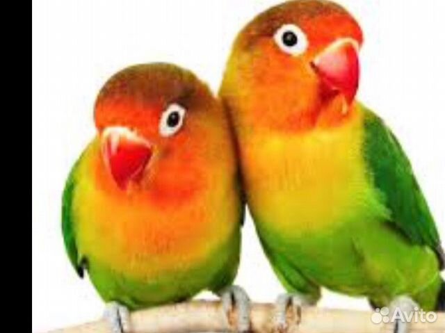 Попугаи неразлучники