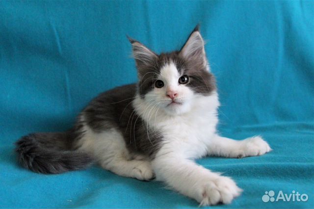 Открыта бронь на помет ZZ от 24.09.19года