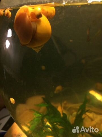 Улитки аквариумные Ампулярии