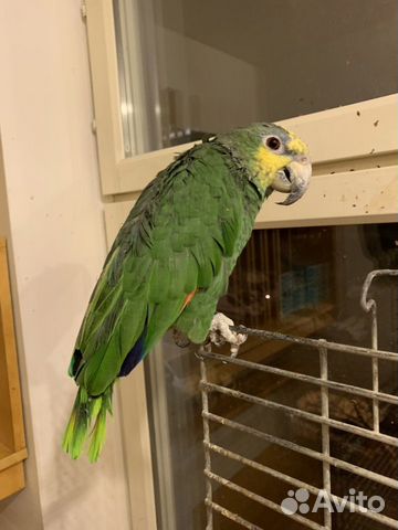 Попугай Венесуэльский Амазон