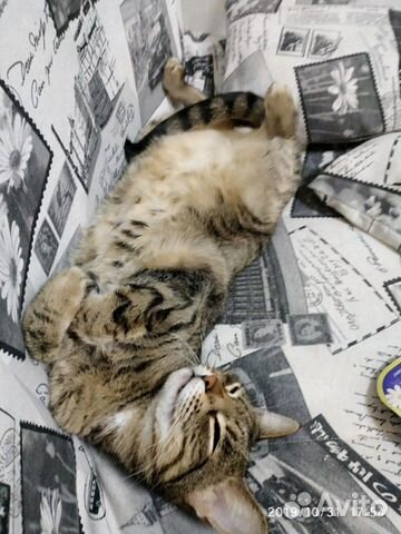 Ищем добрые ручки для кота