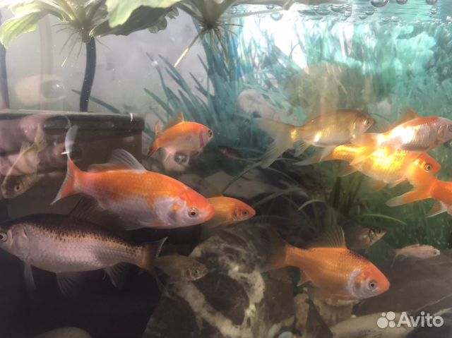 Рыбка Комета