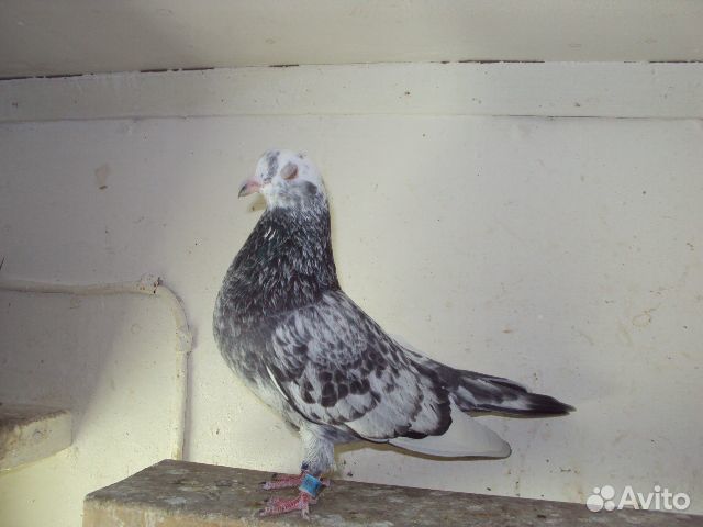 Продам мраморных голубей свердловцев