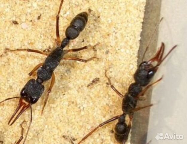 Муравьи из Китая под заказ