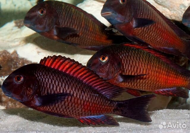 Трофеусы молиро