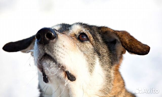 В добрые руки мудрого ослика