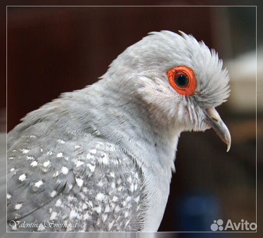 Горлица брилиантовая (пара)