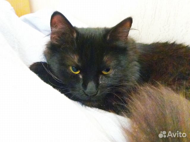 Черная кошка