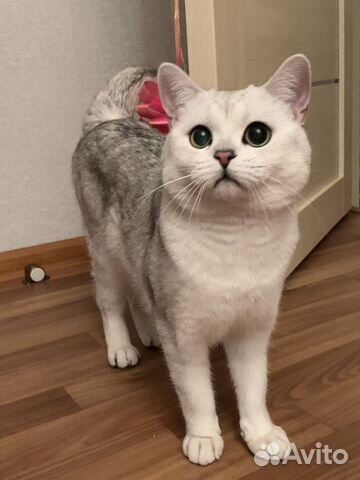 Вязка с британцем