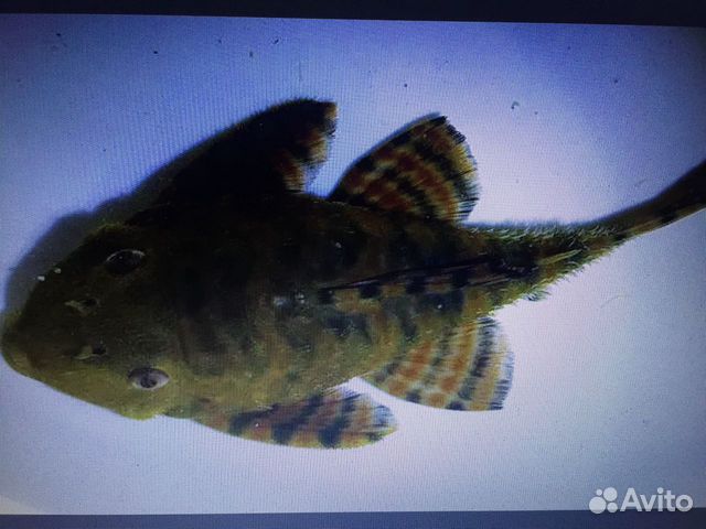 L-397 Красная Зебра (Panaqolus sp. 397)