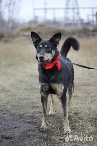 Собака в дар, бесплатно