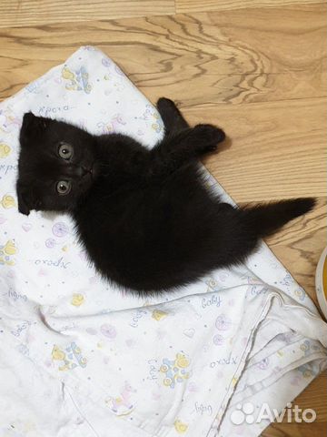 Шотландская кошечка