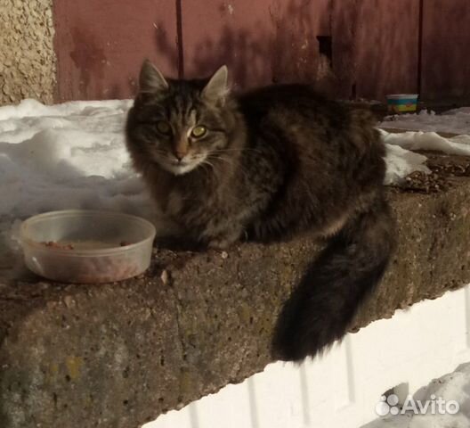 Пушистый котик с красивым окрасом в добрые руки