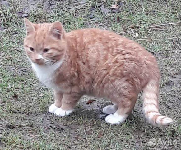 Счастье в дом