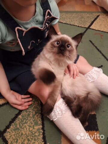 Тайский Котенок