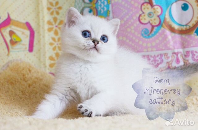 Британская Снегурочка