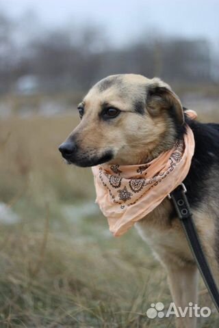 Маленькая собака Соня ищет дом