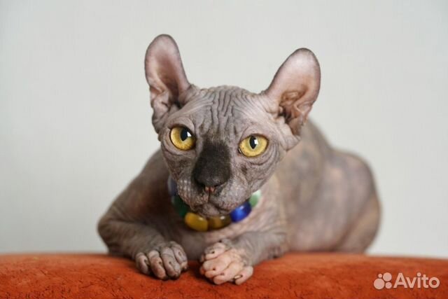 Кошка породы эльф