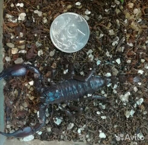 Скорпион heterometrus spinifer