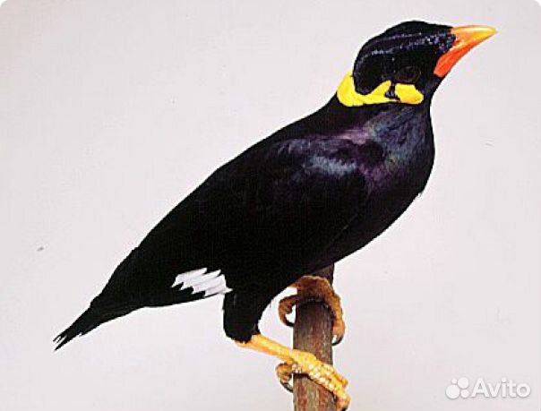 Священная майна