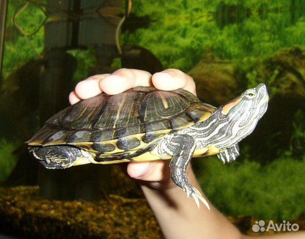 Отдам морских черепашек