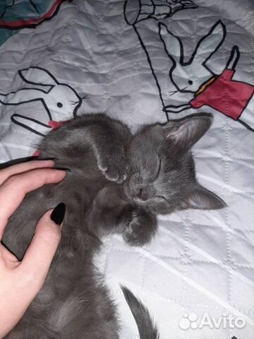 Отдам котенка