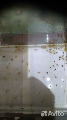 Анцитрусовые сомики