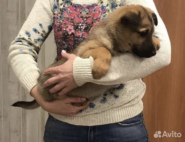 Пушистые щеночки