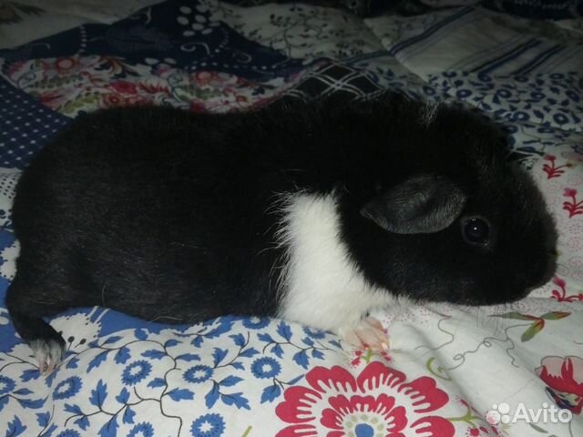 Морска свинка Тедди девочка