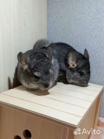 Шиншиллята стандартные темные