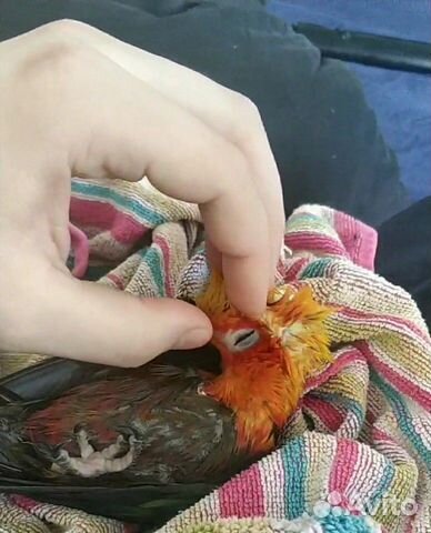 Попугай аратинга яндайя, походу единственный в пит