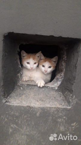 Котята