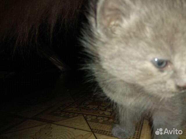 Котята 6 недель