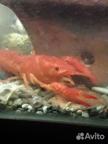 Мальки флоридского рака