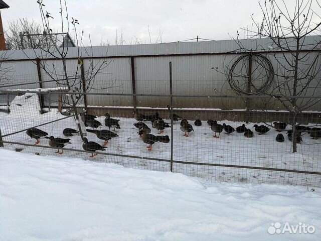 Подсадные утки