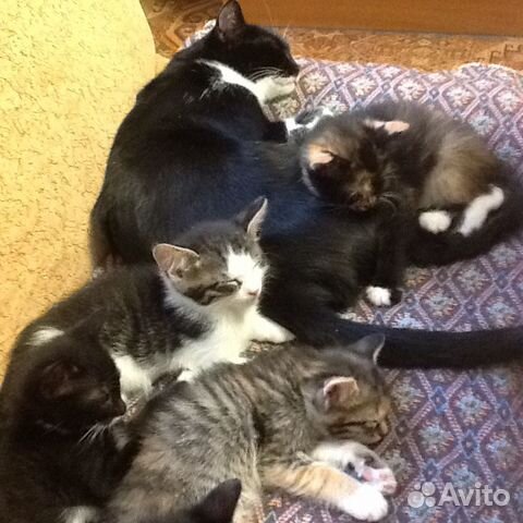 Котята, пять милых красавчиков