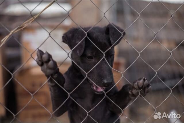 Восточноевропейская овчарка