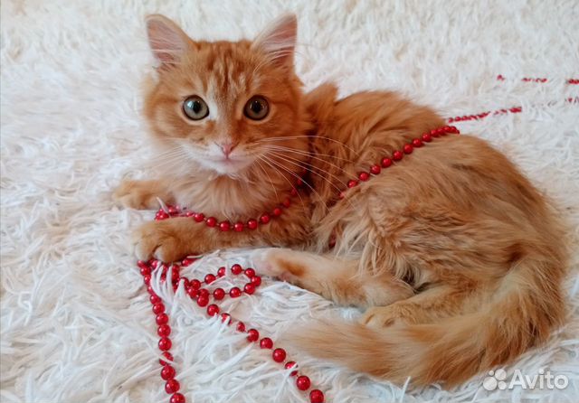 Юный, рыжий, глазастый