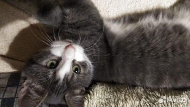 Котёнок Барсик