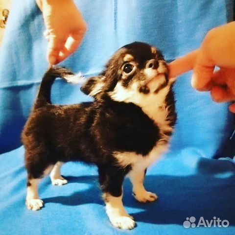 Куколка девочка чихуахуа