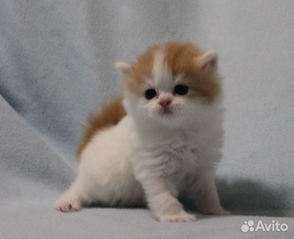 Хайленд страйт малыш