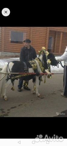 Жеребчик пони 6 лет