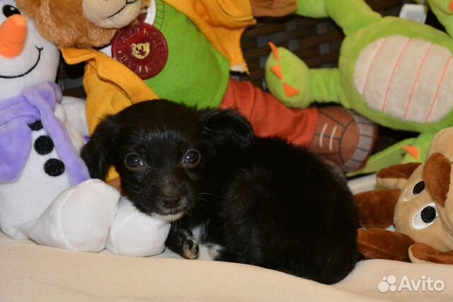 Пантера мексиканской голой мини