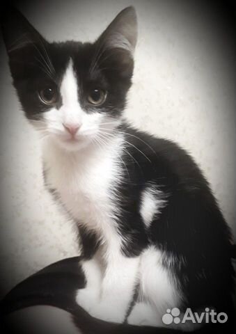 Кот Григорий (котенок) ищет дом