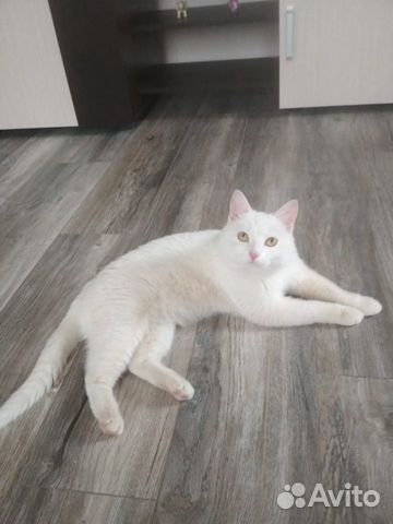 Котик Персик