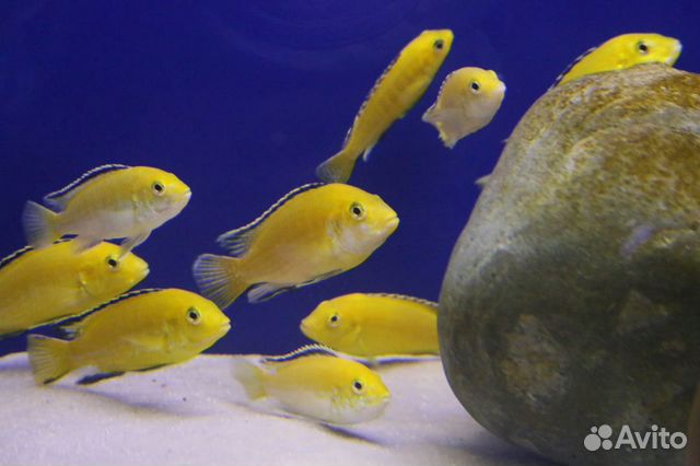 Отдам 4 жёлтые цихлиды в хорошие руки